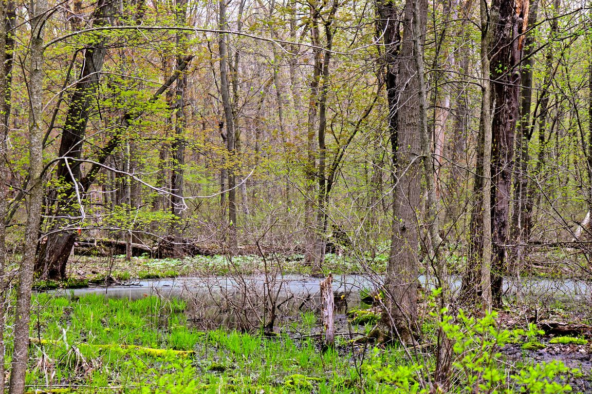 March Break Camp – Heartland Forest