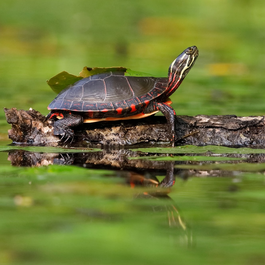 Midland Painted Turtle – Heartland Forest