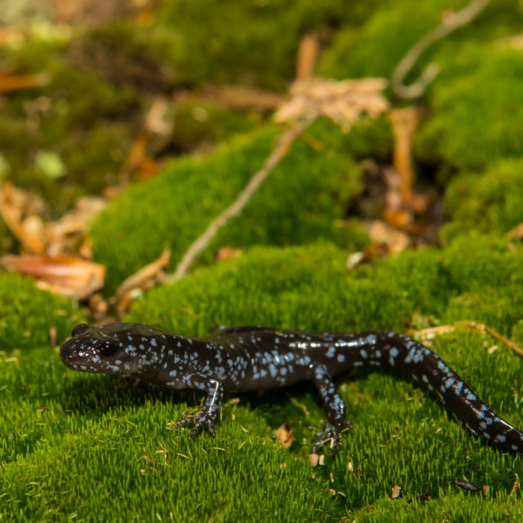 Blue Salamander – Heartland Forest