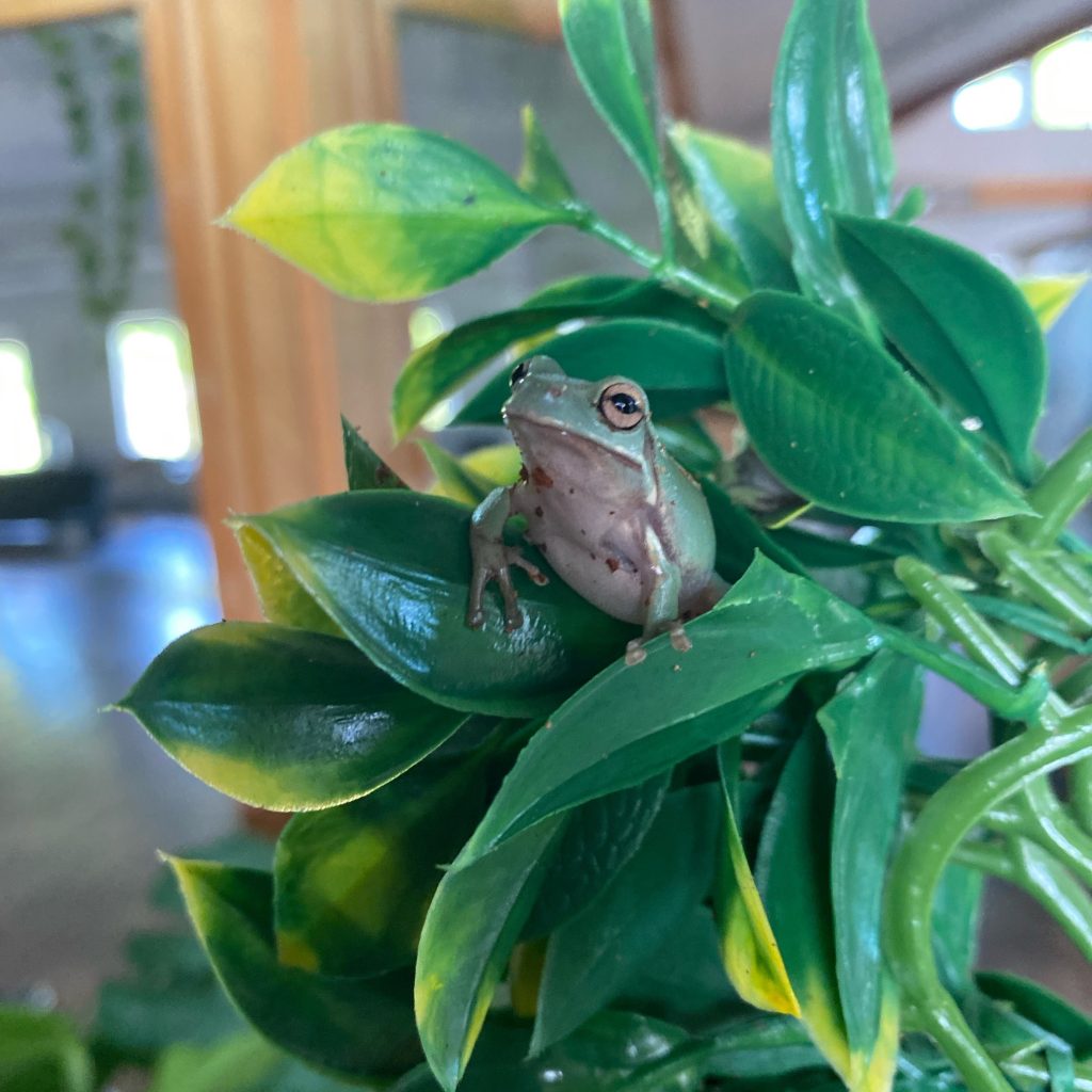 Tree Frogs – Heartland Forest