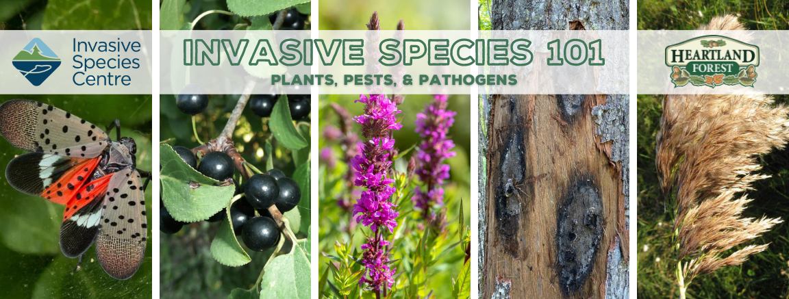 Invasive Species 101 Workshop – Plants, Pests, & Pathogens – Heartland ...