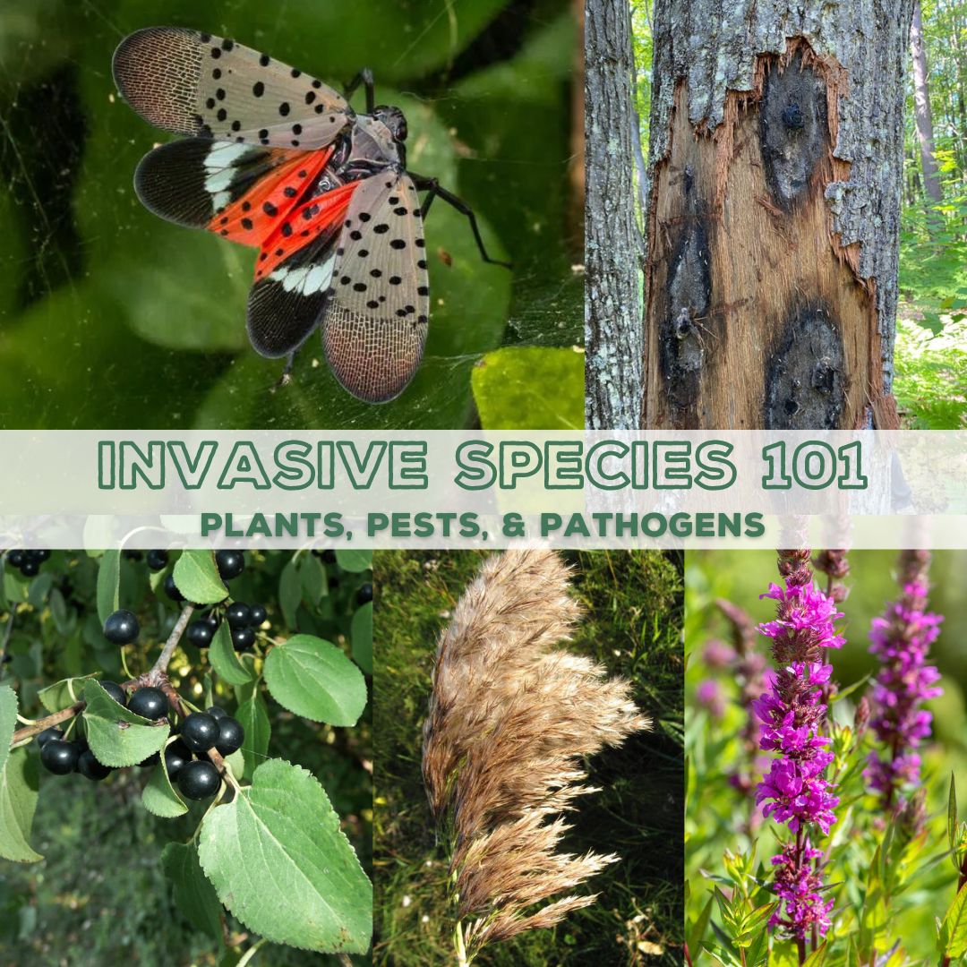 Invasive Species 101 Workshop – Plants, Pests, & Pathogens – Heartland ...