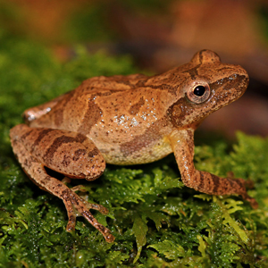 Spring Peeper – Heartland Forest